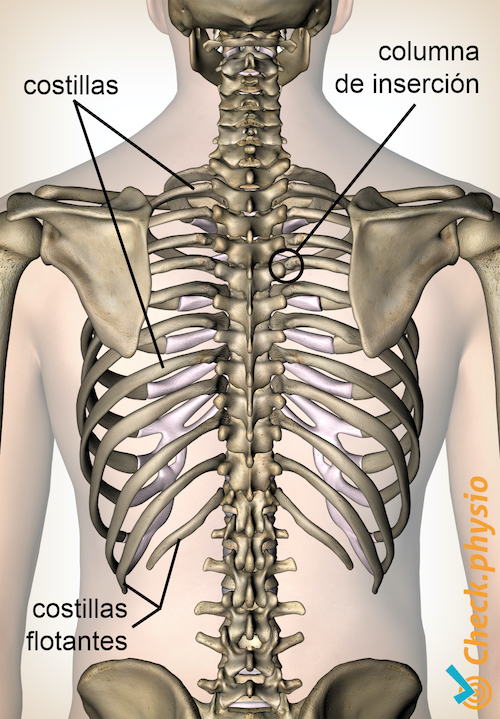 Causa, síntomas y tratamiento | Costocondritis - Physiocheck.com.mx