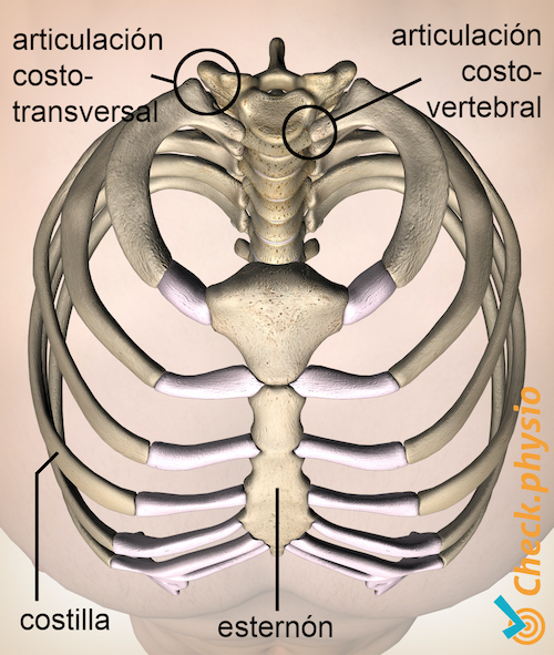 Causa, síntomas y tratamiento | Costocondritis - Physiocheck.com.mx